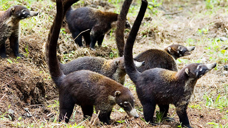 Costa Rica Wildlife Group of Pizotes - Welcome to YouGetHere