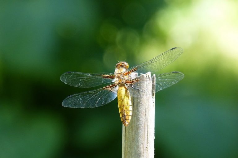 Incredible Insects of Costa Rica - Welcome to YouGetHere