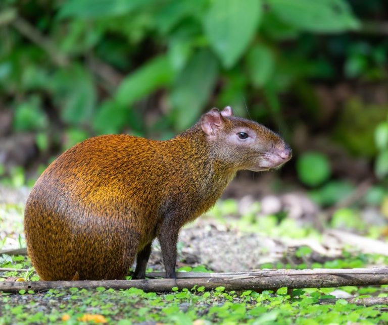 Agoutis here. Agoutis there. Agoutis are everywhere.