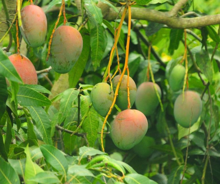 Costa Rica Mangoes Are Ripe for the Pickin’