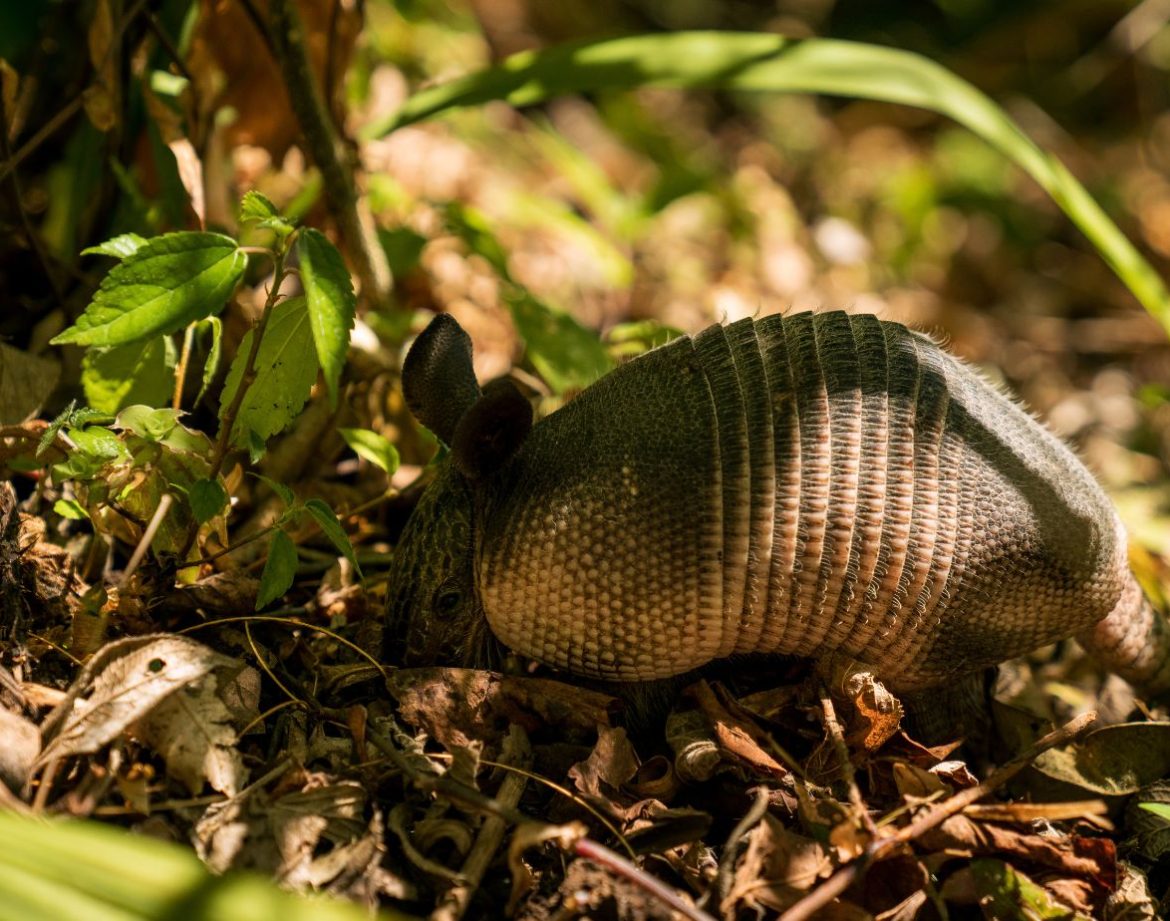 armadillo in monteverde costa rica - Welcome to YouGetHere