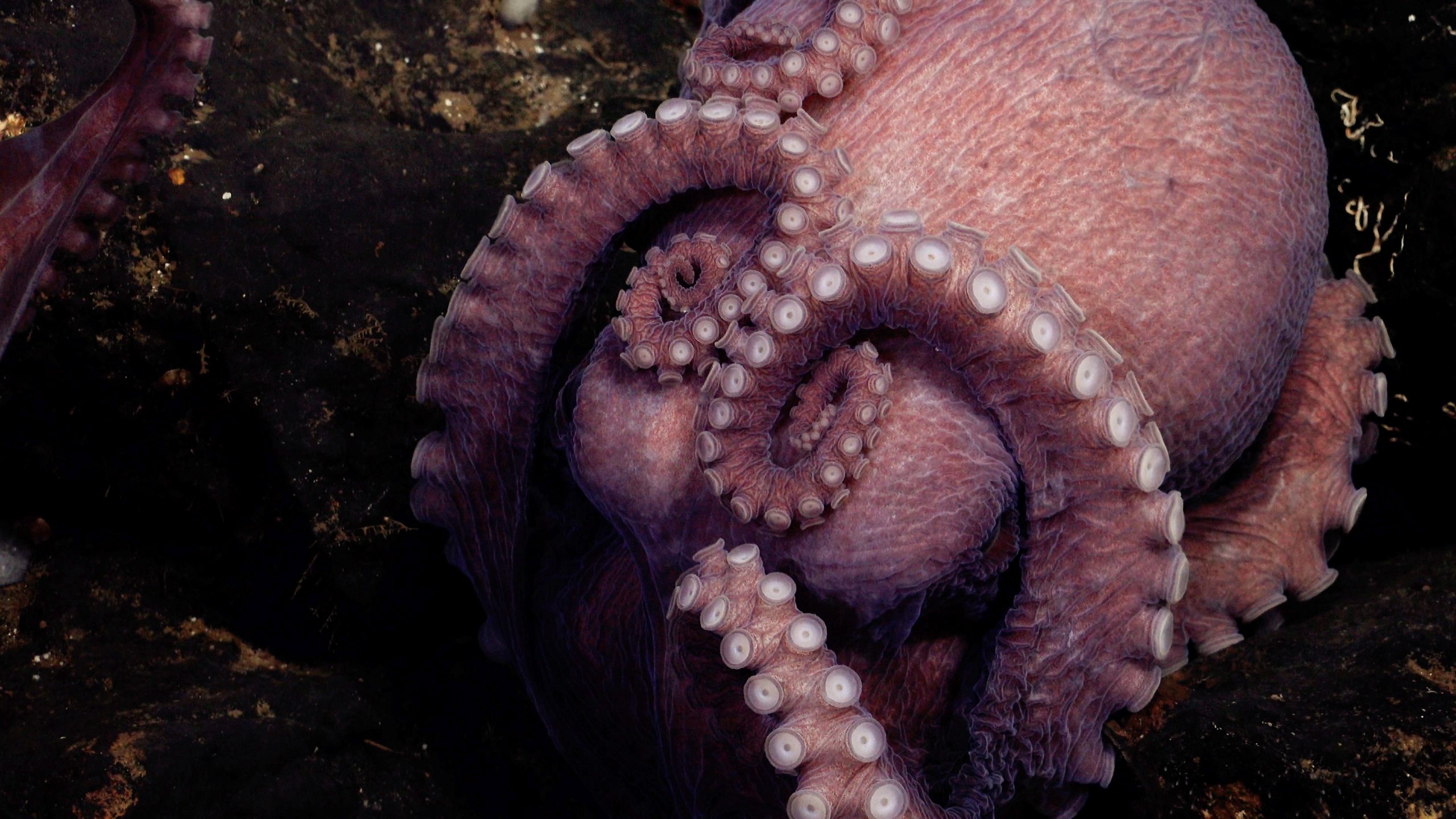 Octopus Odyssey Imagery via Schmidt Ocean Institute - Welcome to YouGetHere
