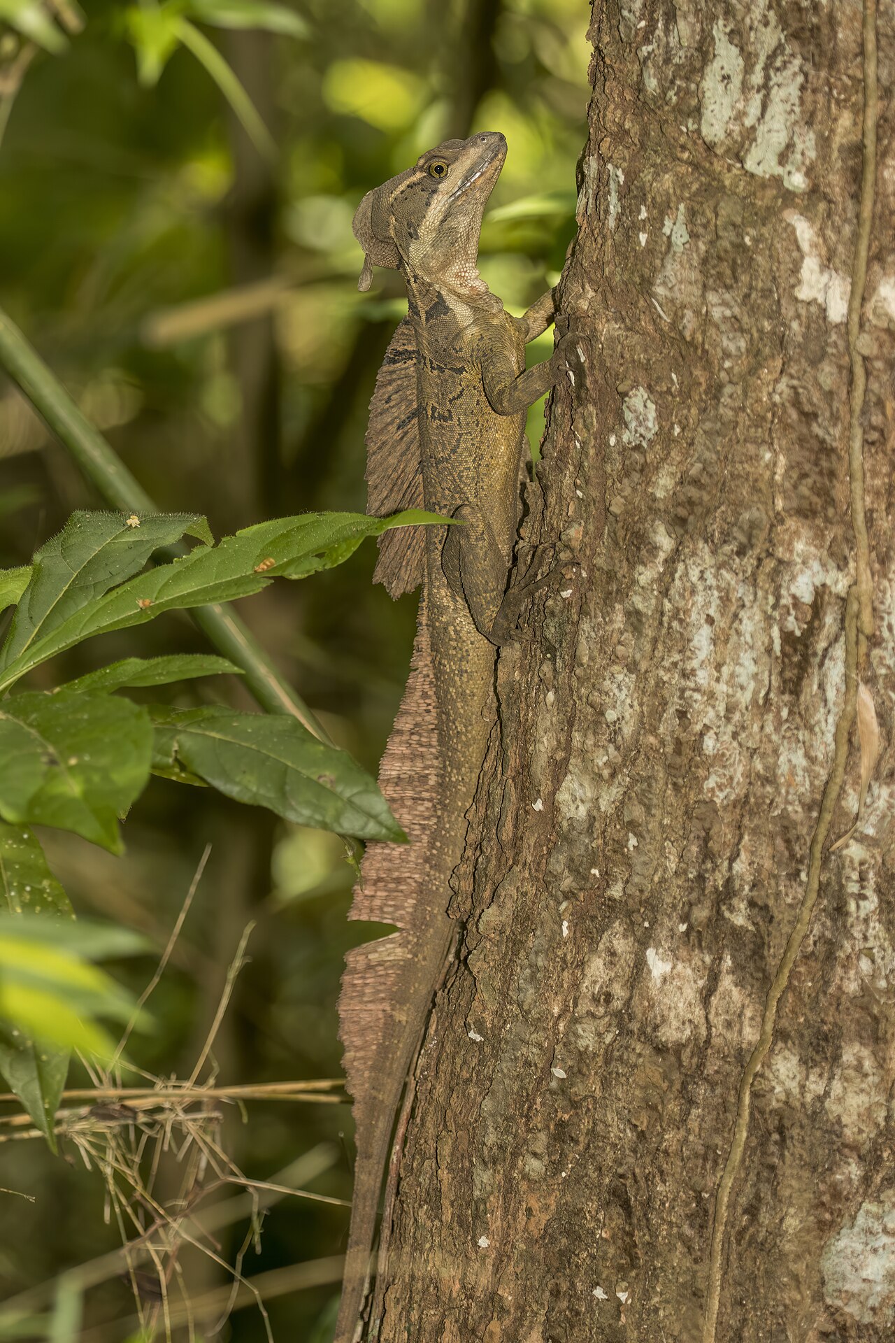 Costa Rican Iguanas, Your Friendly Neighbors - Welcome to YouGetHere